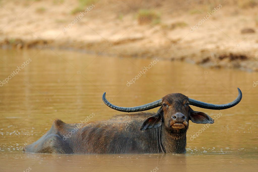 Asian water buffalo — Stock Photo © OndrejProsicky #139184588