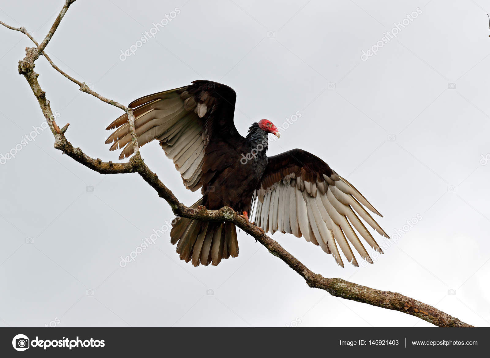 Ugly turkey | Ugly Turkey black bird — Stock Photo © OndrejProsicky ...