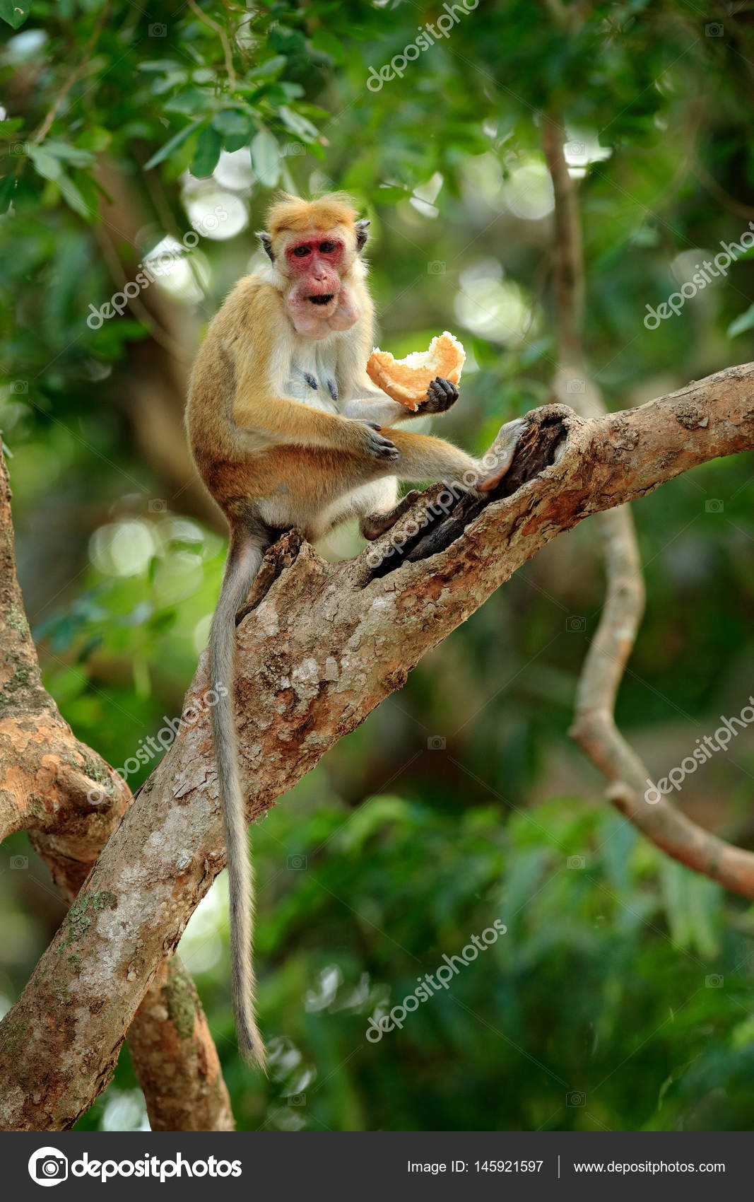 Toque macaque monkey Stock Photo by ©OndrejProsicky 145921597
