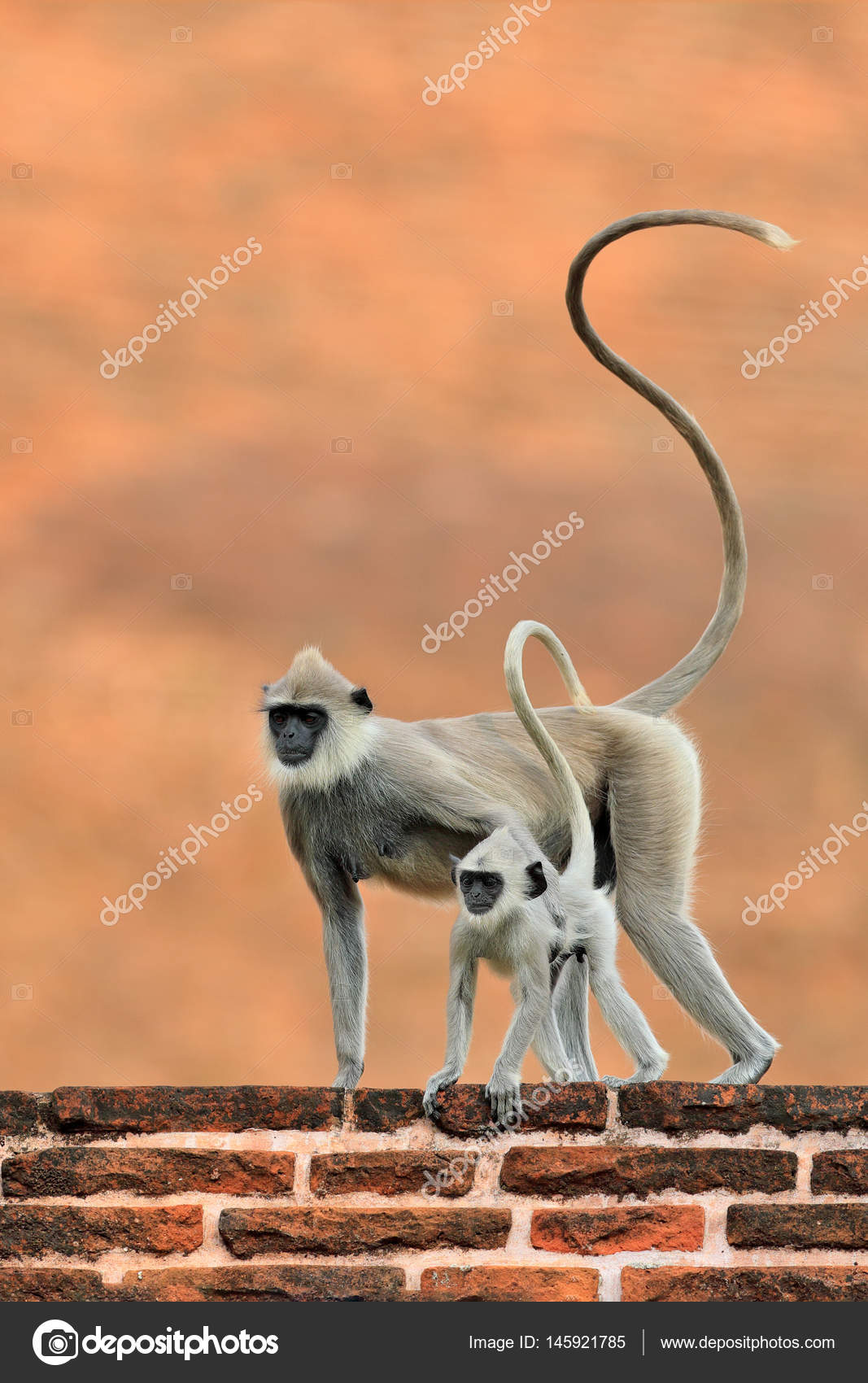 Monkeys on orange brick building Stock Photo by ©OndrejProsicky 145921785