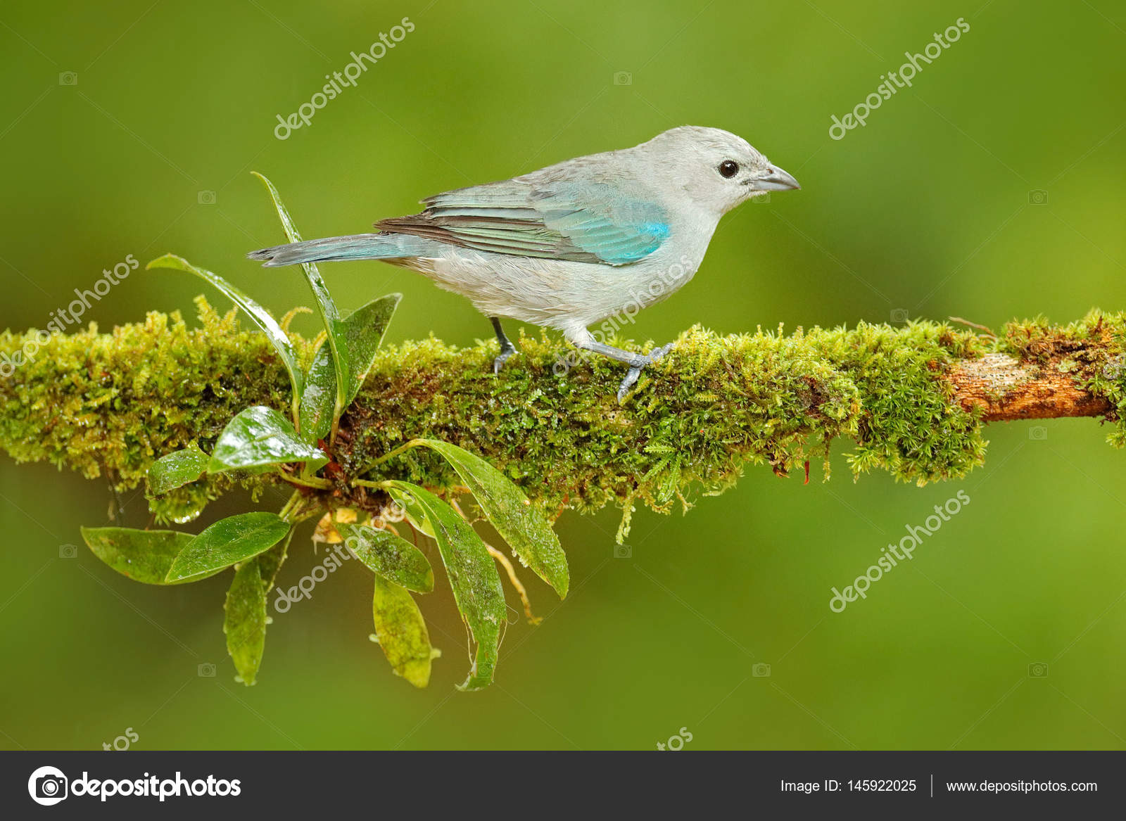Blue-gray Tanager bird — Stock Photo © OndrejProsicky #145922025