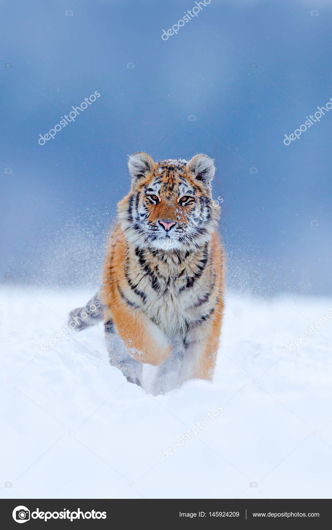 Siberian tiger in snow forest Stock Photo by ©OndrejProsicky 145924209