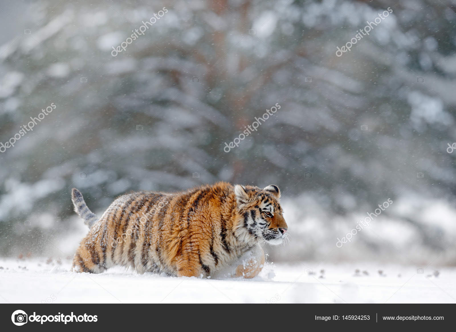 Siberian tiger in snow forest — Stock Photo © OndrejProsicky #145924253