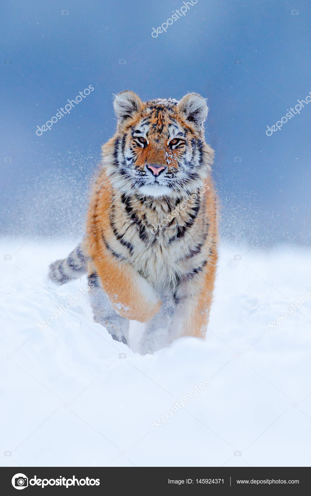 Siberian tiger in snow forest Stock Photo by ©OndrejProsicky 145924371