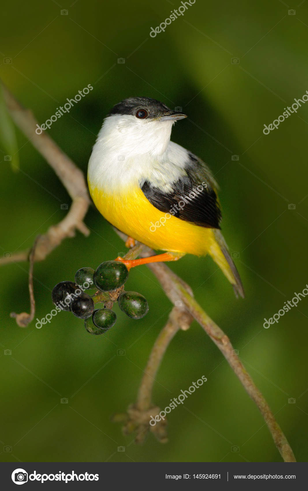 White-collared Manakin bird — Stock Photo © OndrejProsicky #145924691