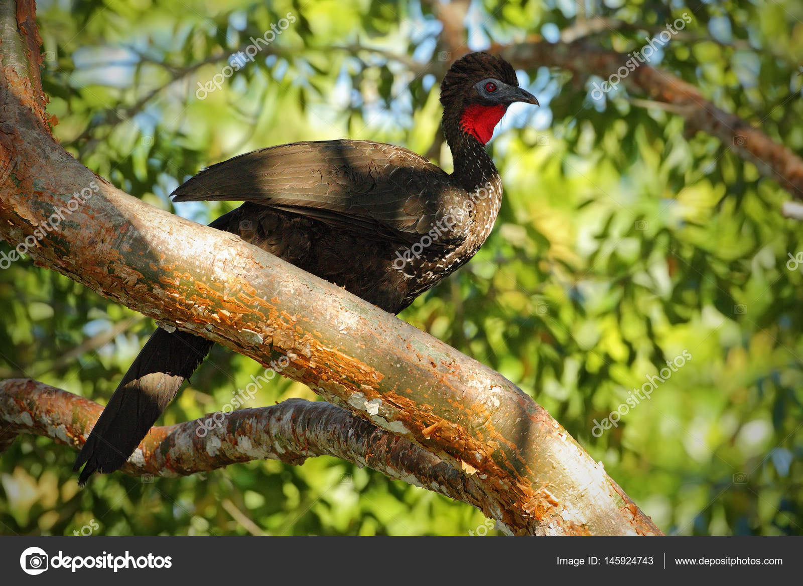 Crested Guan