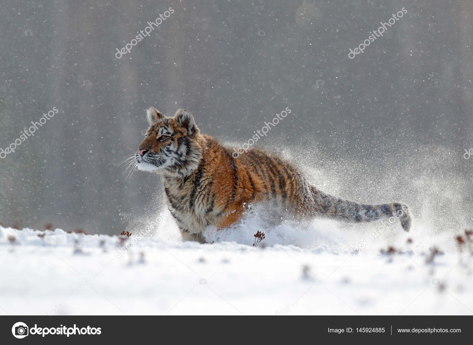 Siberian tiger in snow forest Stock Photo by ©OndrejProsicky 145924885