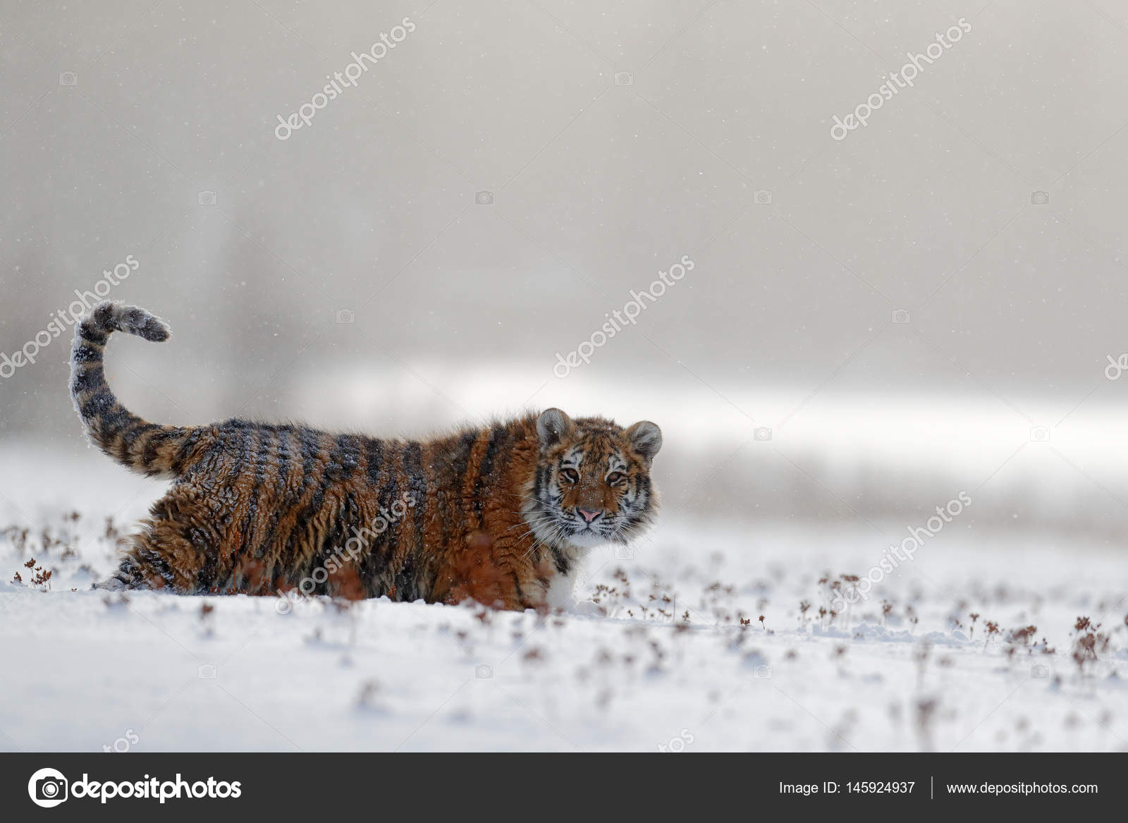 Siberian tiger in snow forest — Stock Photo © OndrejProsicky #145924937