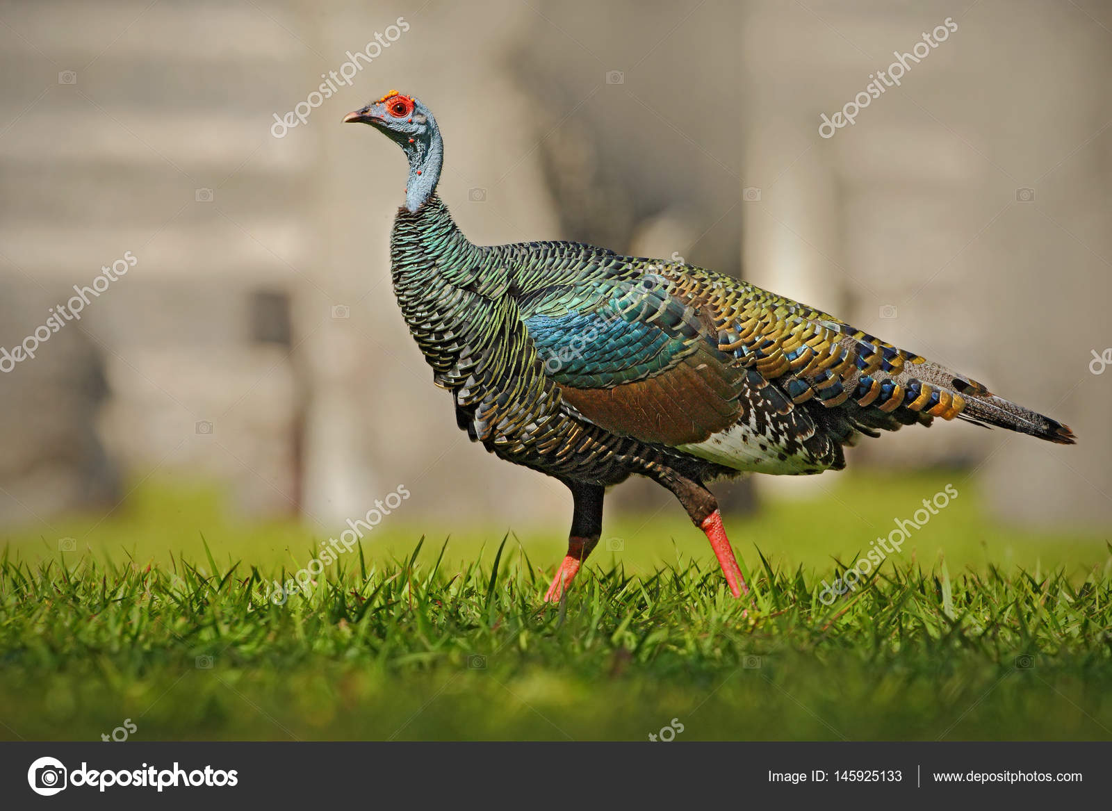 Ocellated Turkey