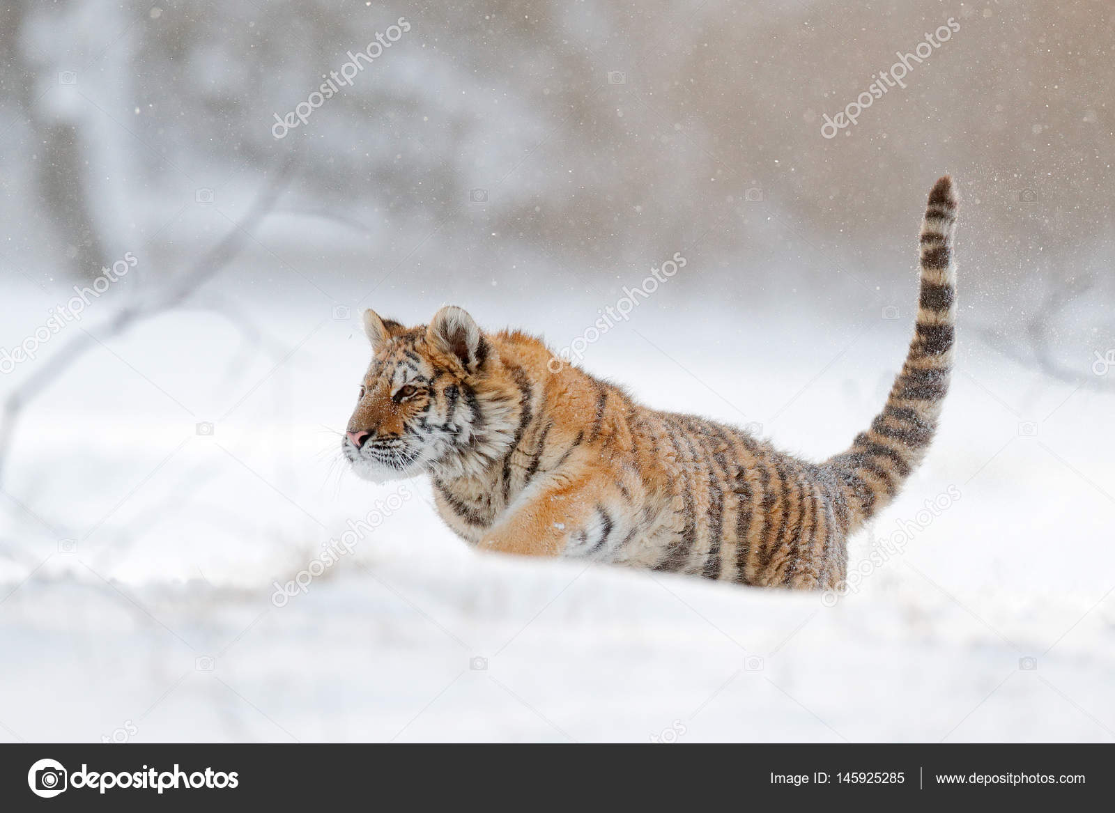 Siberian tiger in snow forest — Stock Photo © OndrejProsicky #145925285