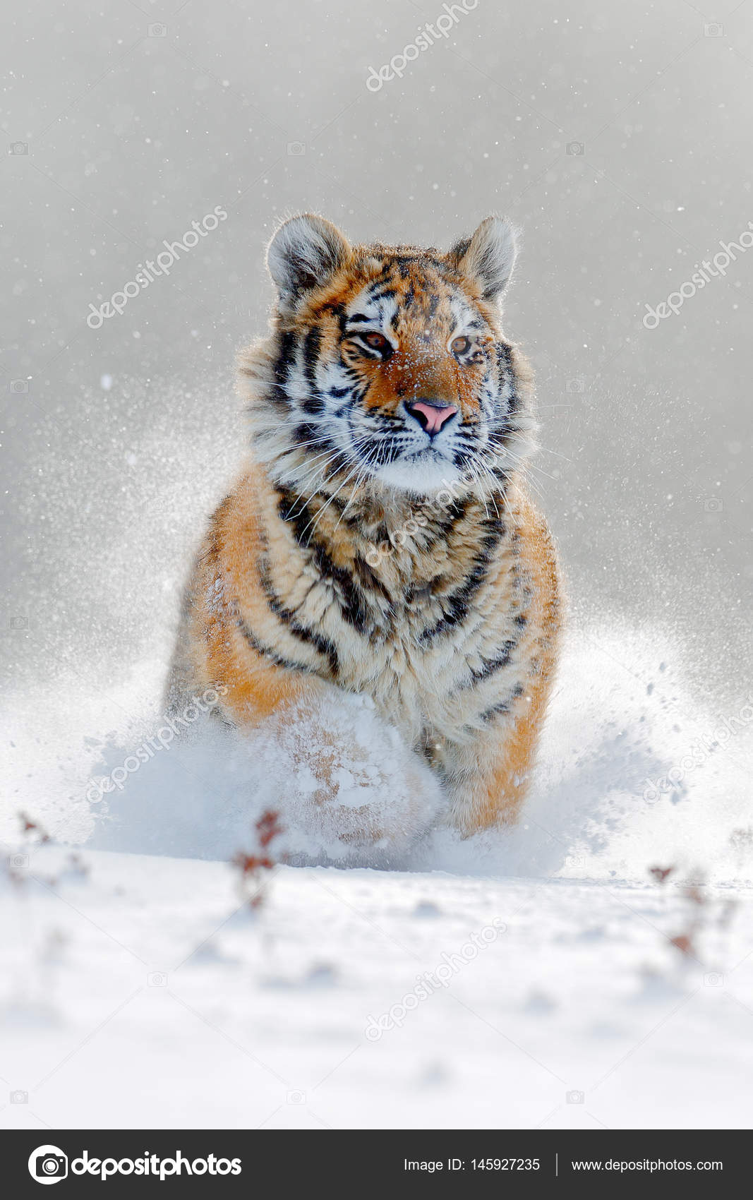 Siberian tiger in snow forest — Stock Photo © OndrejProsicky #145927235