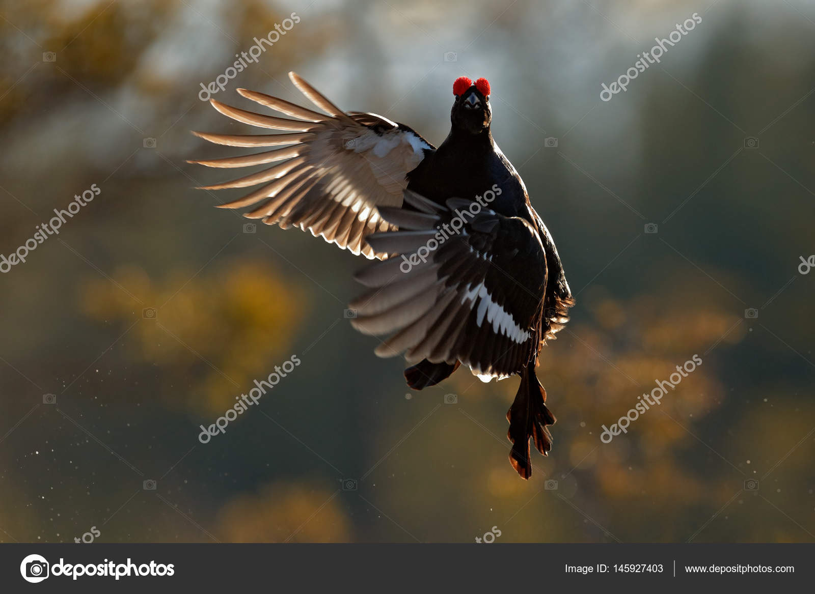 Grouse Flying