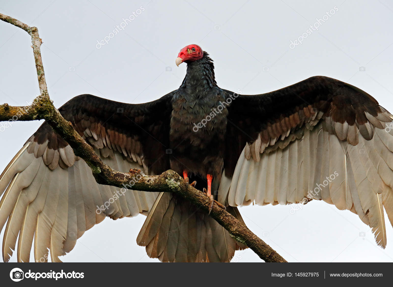 Pájaro negro feo — Foto de stock #145927975 © OndrejProsicky