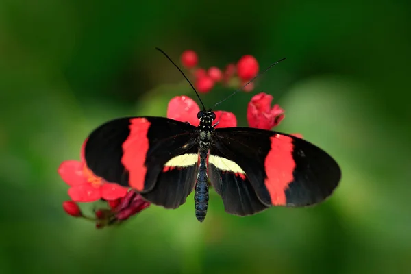 Butterfly Montane Longwing Heliconius Clysonymus Nature Habitat Stock Photo by ©OndrejProsicky ...