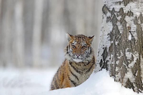 Siberian tiger in snow forest — Stock Photo © OndrejProsicky #145924065