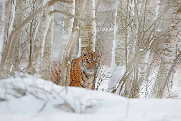 Tiger snow Stock Photos, Royalty Free Tiger snow Images | Depositphotos®