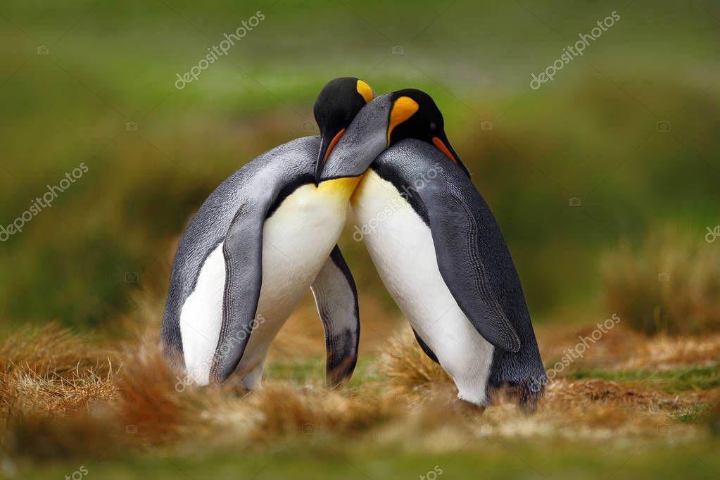 Couple de pingouin roi — Photographie OndrejProsicky © #145920675