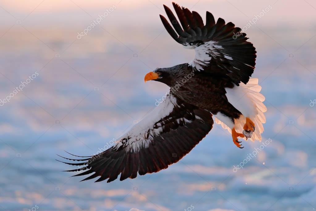 Eagle flying above sea — Stock Photo © OndrejProsicky #145921323