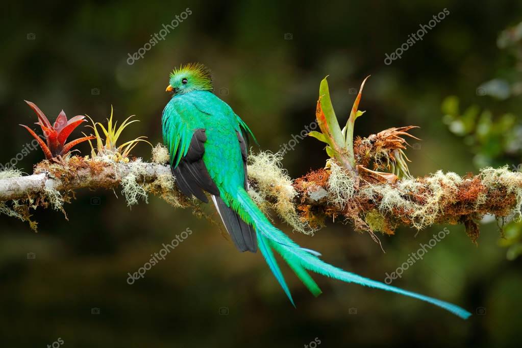 Pájaro exótico con cola larga. Resplandeciente Quetzal, Pharomachrus ...