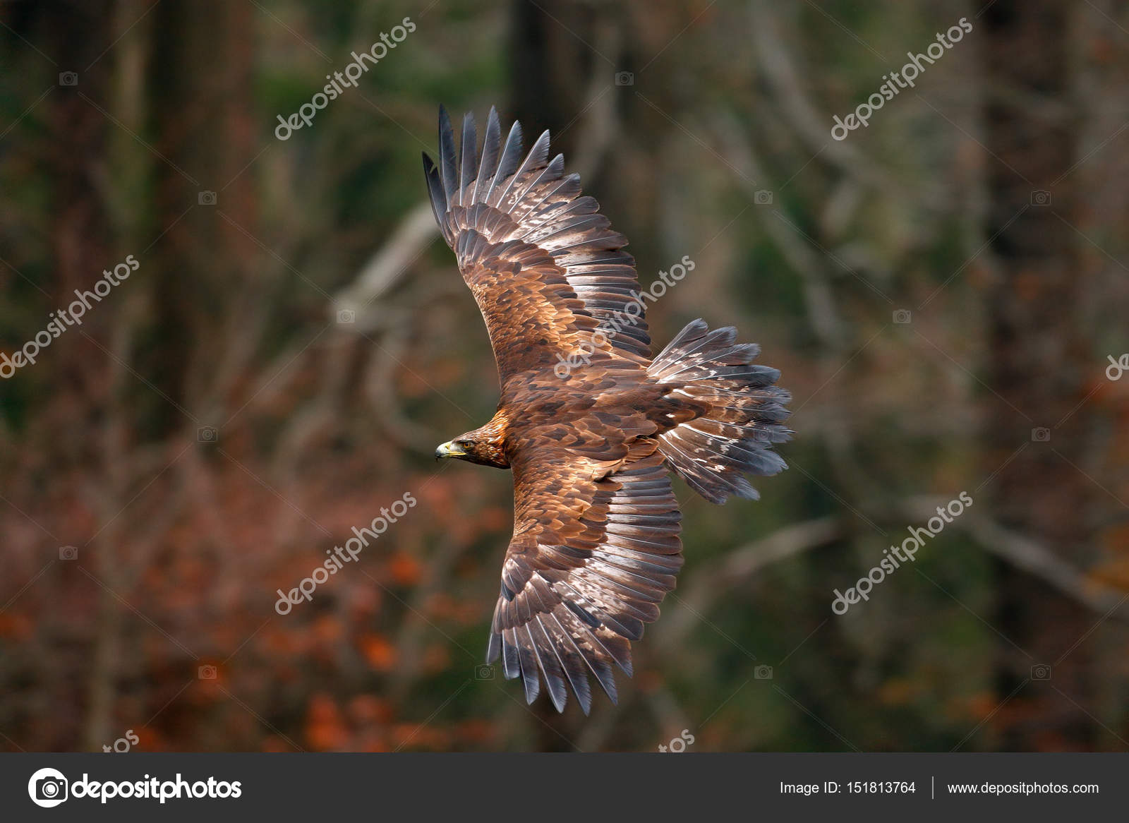 Eagle bird flying in wilderness Stock Photo by ©OndrejProsicky 151813764