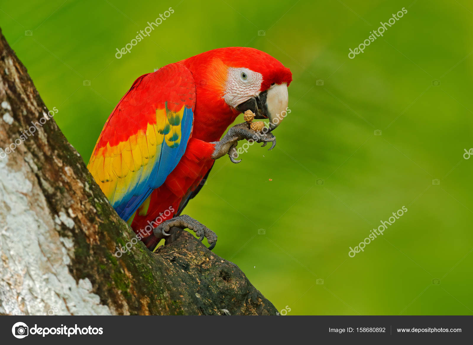 Parrot Scarlet Macaw in tropical forest — Stock Photo © OndrejProsicky ...
