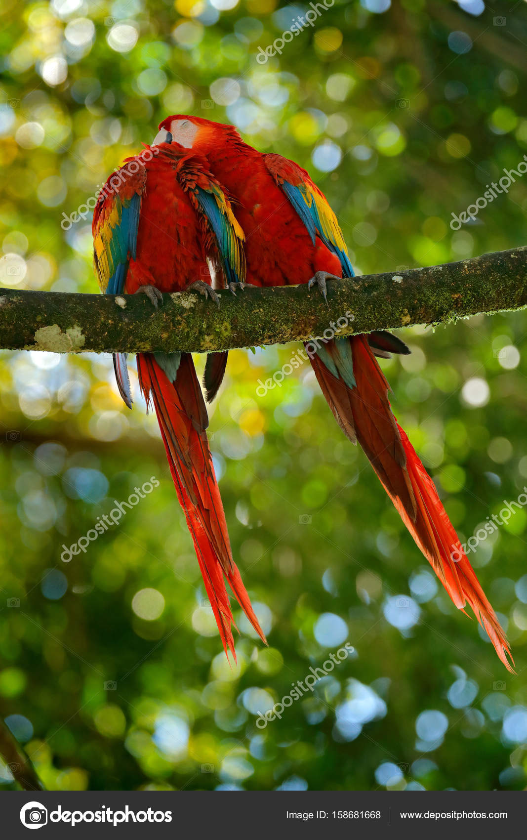 Beautiful Parrot Images