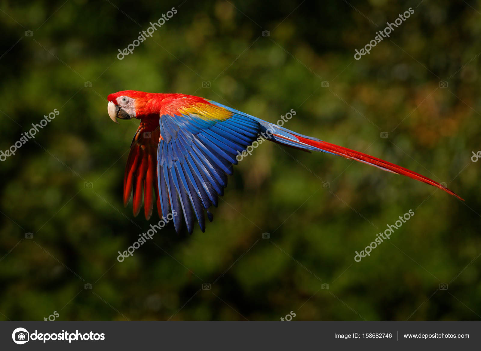 Rainforest Parrot Flying