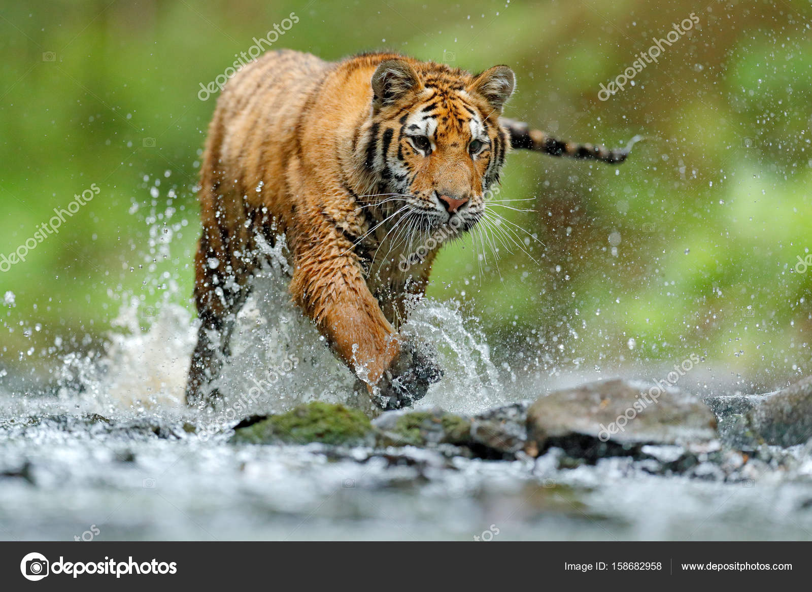 Tiger with splash river water Stock Photo by ©OndrejProsicky 158682958