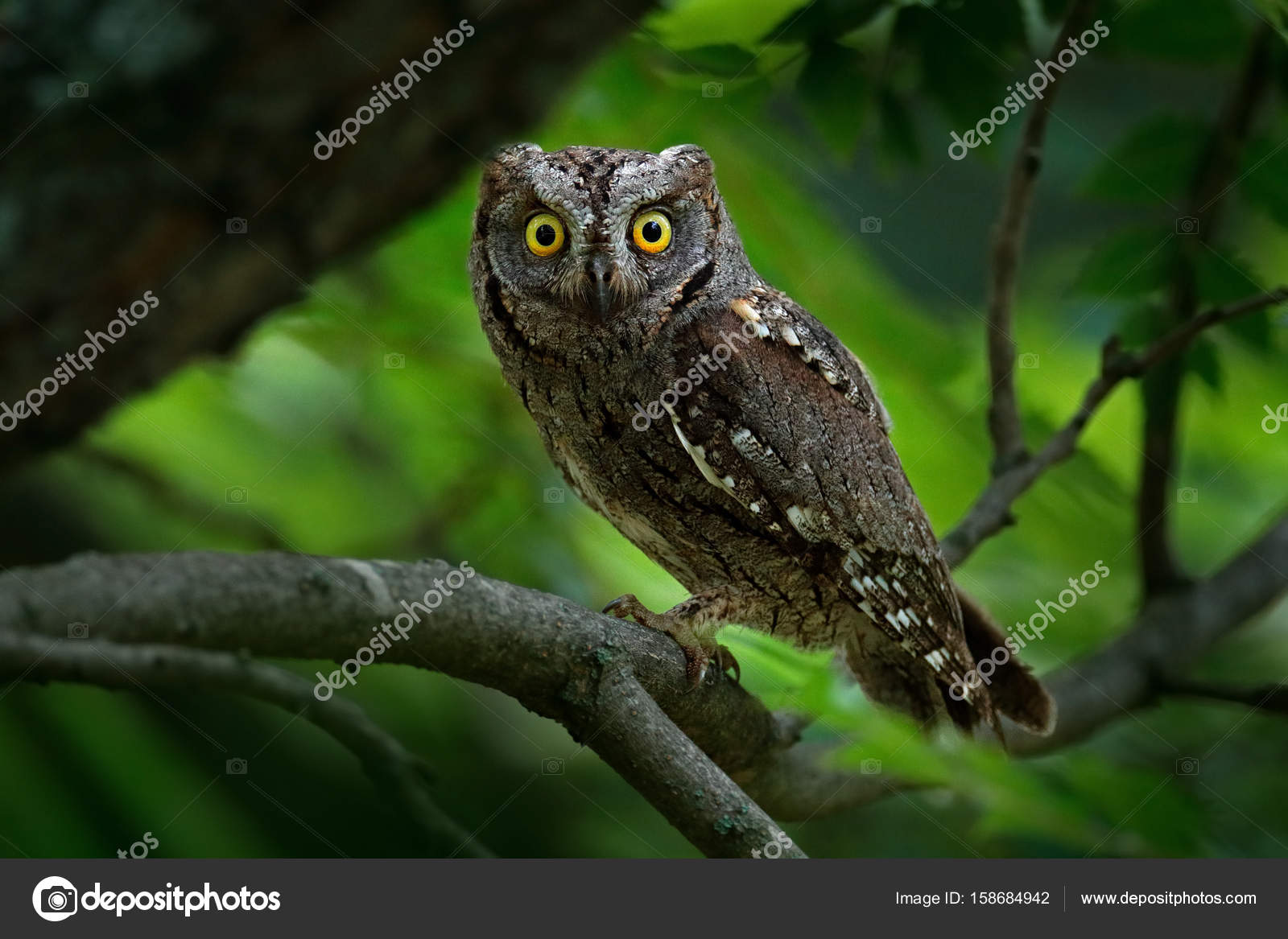 Common Scops Owl in the nature habitat Stock Photo by ©OndrejProsicky ...