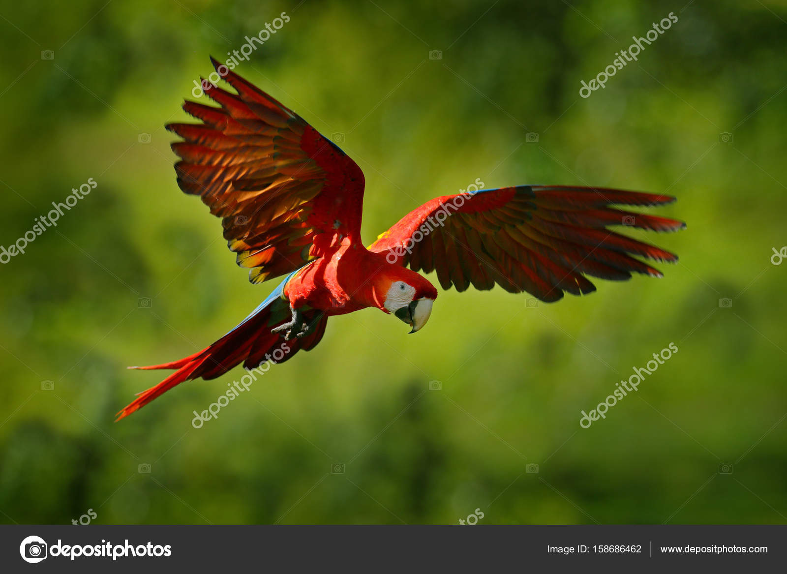 Red parrot in fly Stock Photo by ©OndrejProsicky 158686462