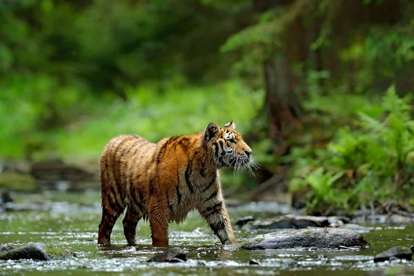 Tiger with splash river water Stock Photo by ©OndrejProsicky 158708588