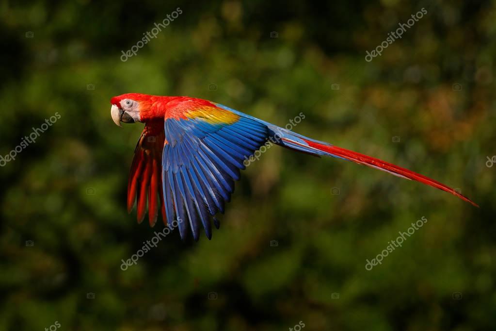Parrot flight in the green jungle — Stock Photo © OndrejProsicky #158682746