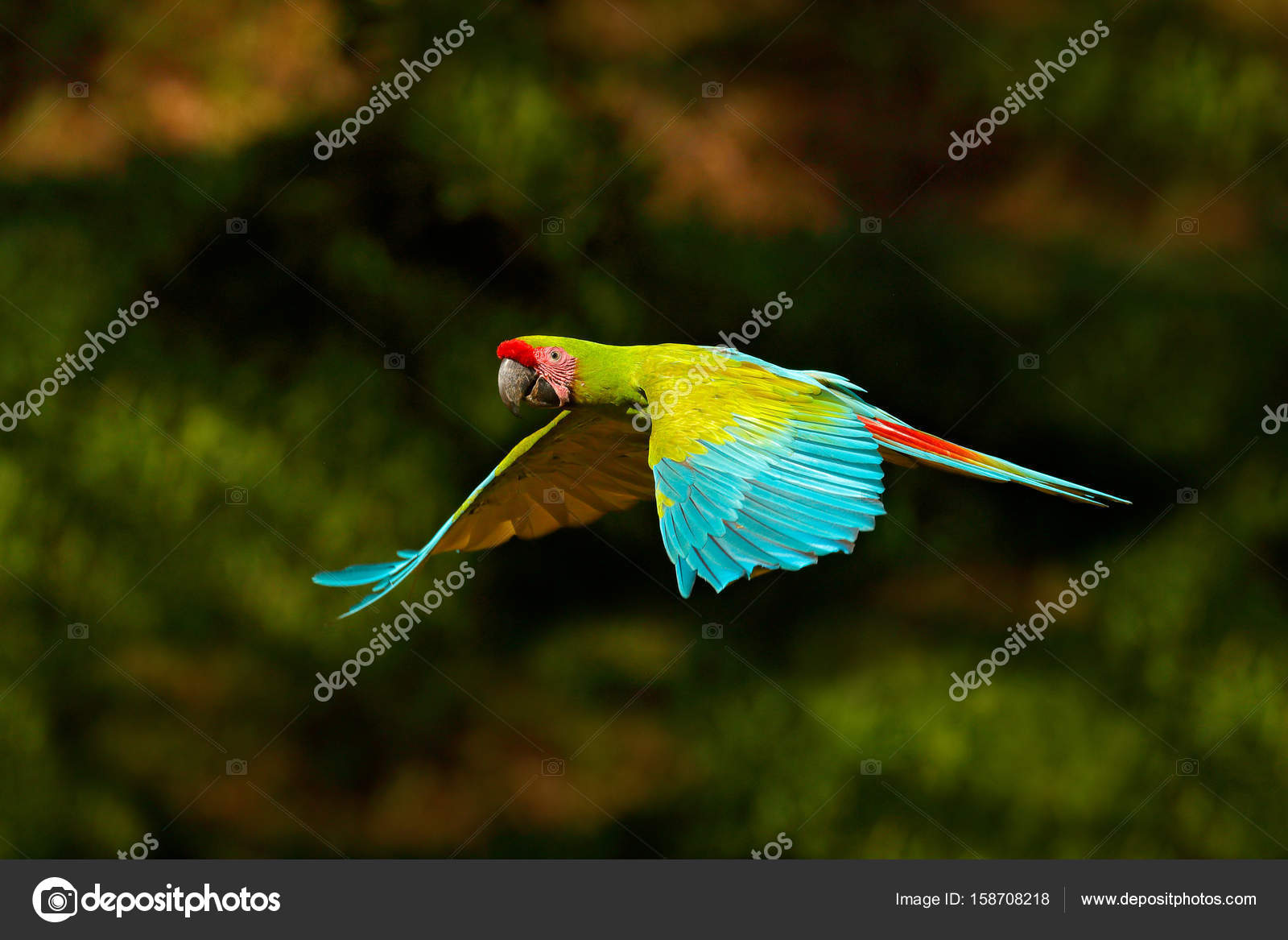 Great Green Macaw in tropical forest — Stock Photo © OndrejProsicky ...