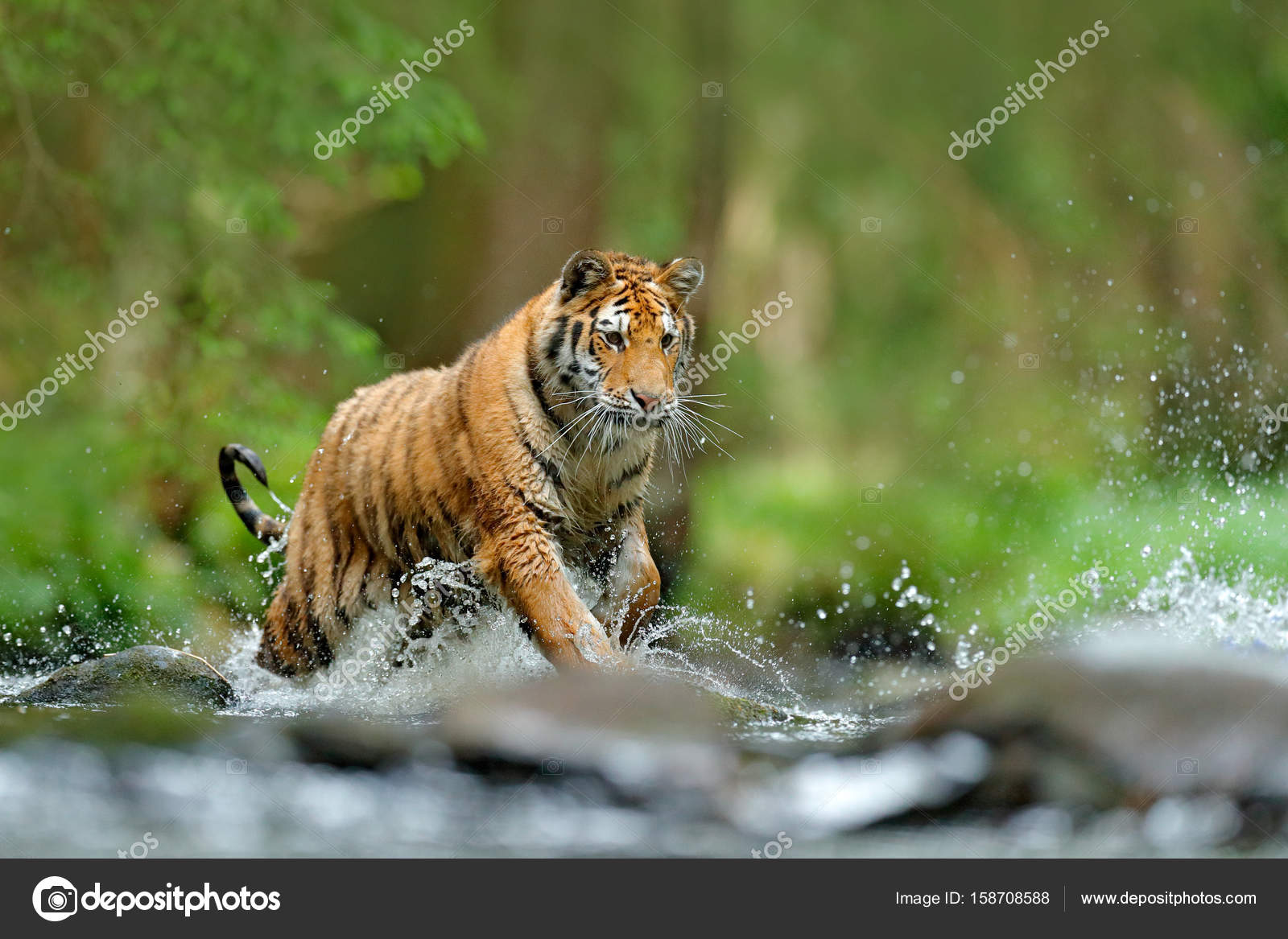 Tiger with splash river water Stock Photo by ©OndrejProsicky 158708588