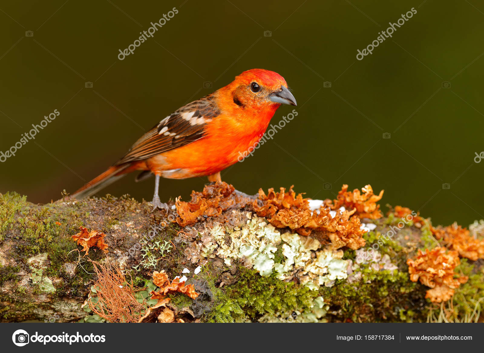 Orange bird Flame-colored Tanager — Stock Photo © OndrejProsicky #158717384