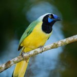 Portrait of yellow bird Green Jay Stock Photo by ©OndrejProsicky 102970930