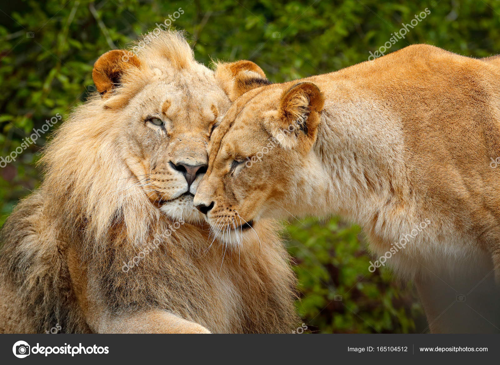 León Macho Y Hembra Datos De León, Dieta, Hábitat E Imágenes En