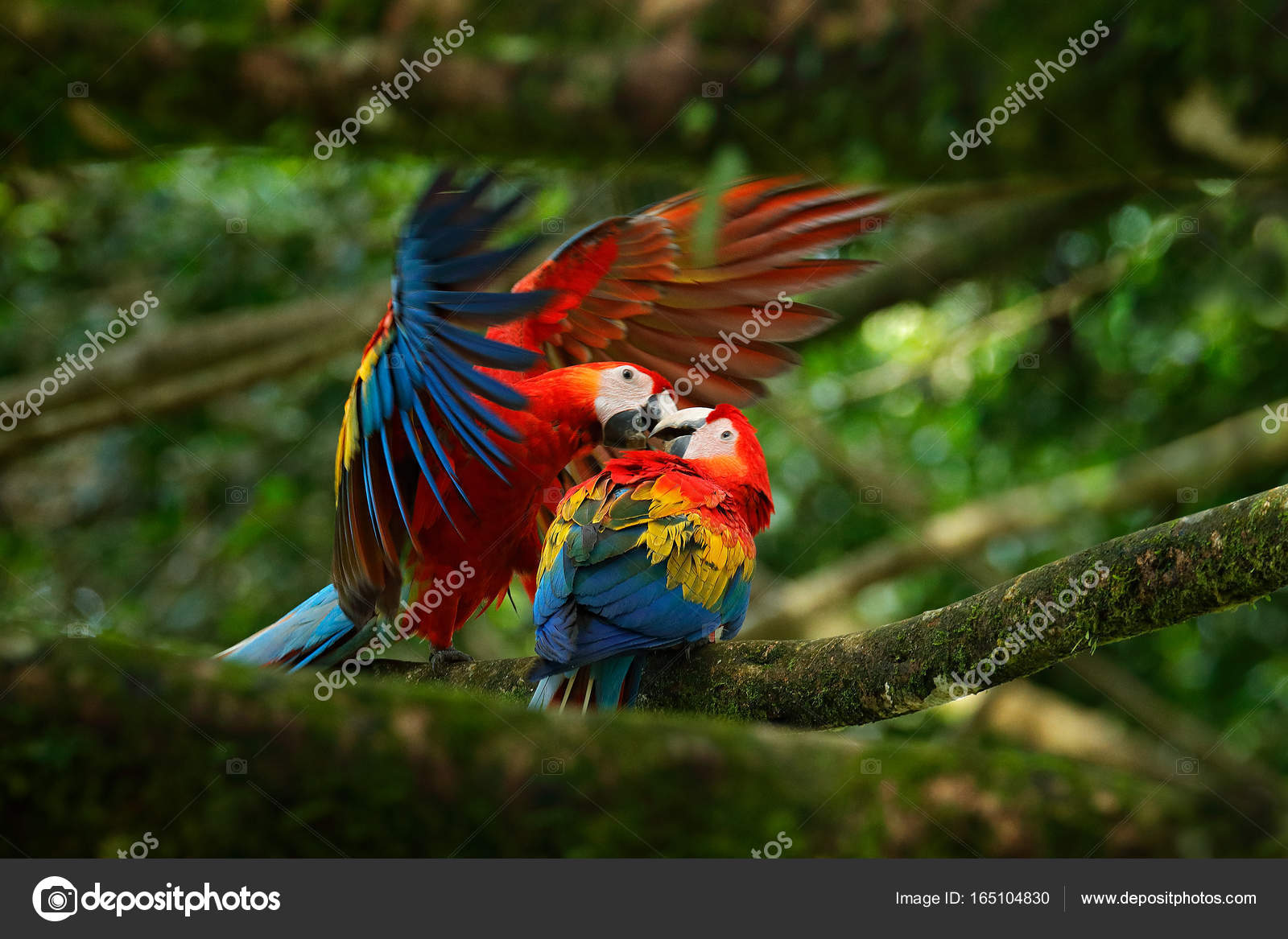 Parrots on tree branch Stock Photo by ©OndrejProsicky 165104830