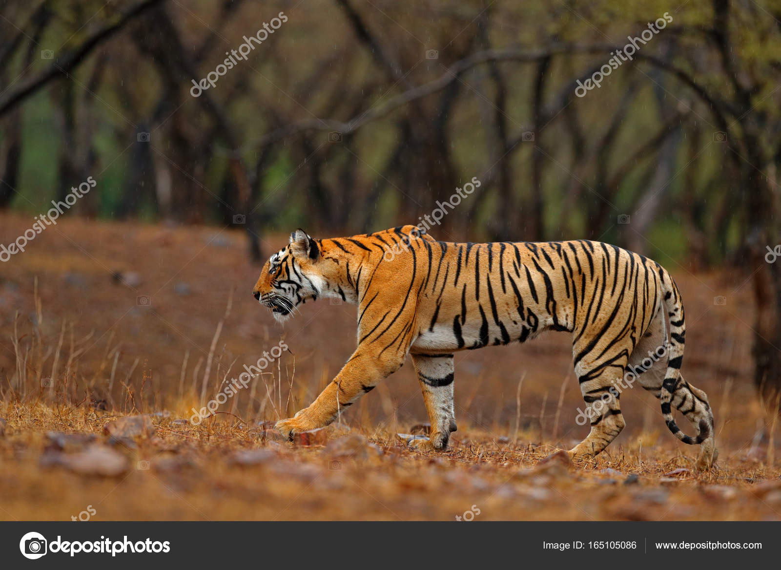 Tiger walking on road — Stock Photo © OndrejProsicky #165105086