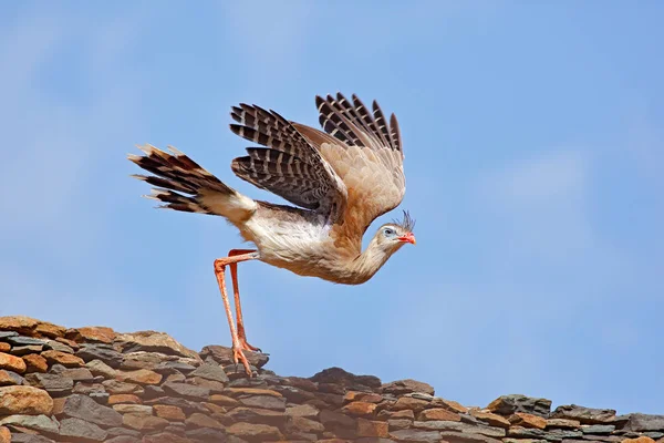 Burung brazil Stok Foto, Burung brazil Gambar Bebas Royalti | Depositphotos
