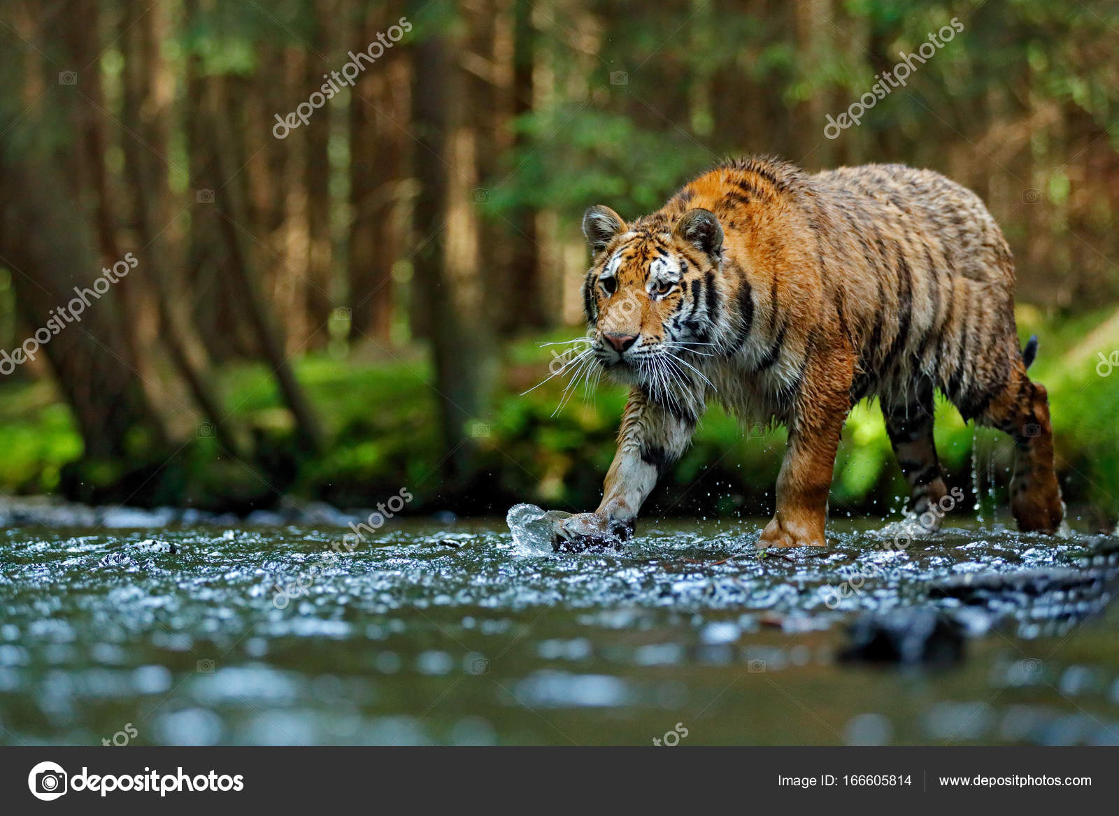 Amur tiger walking in river Stock Photo by ©OndrejProsicky 166605814