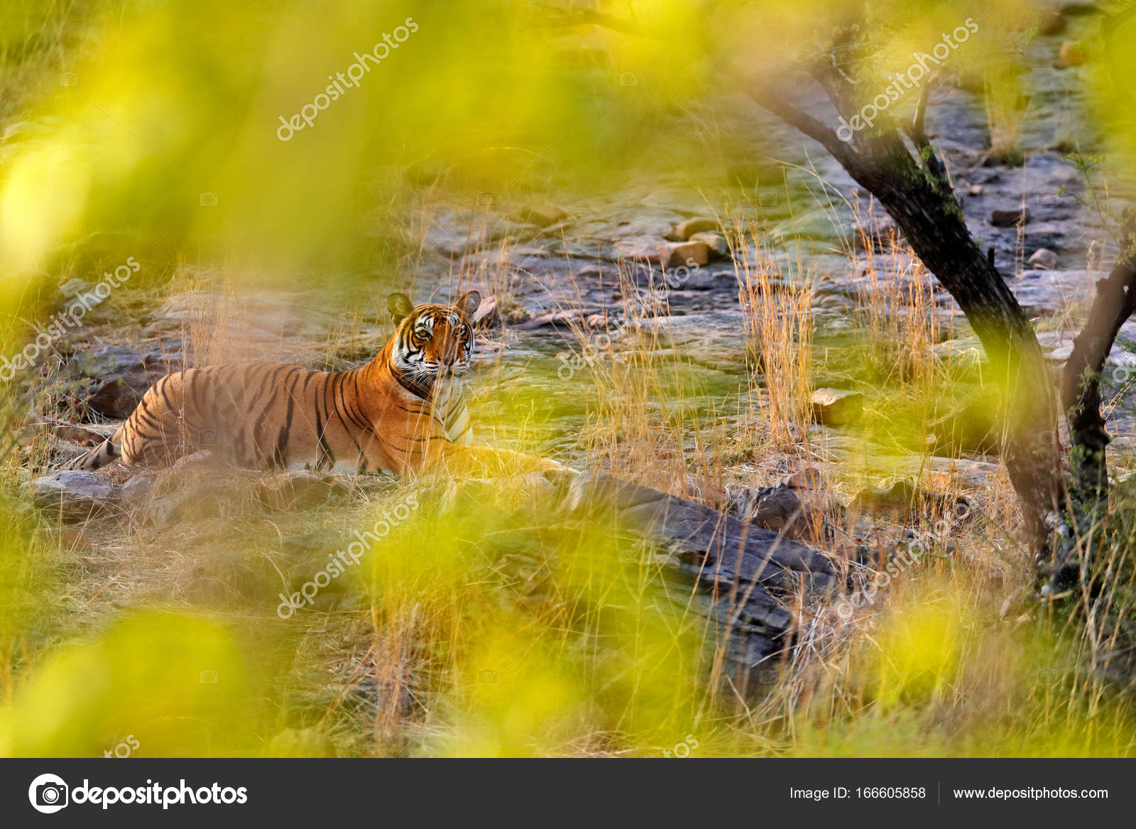 Tiger hidden in grass Stock Photo by ©OndrejProsicky 166605858