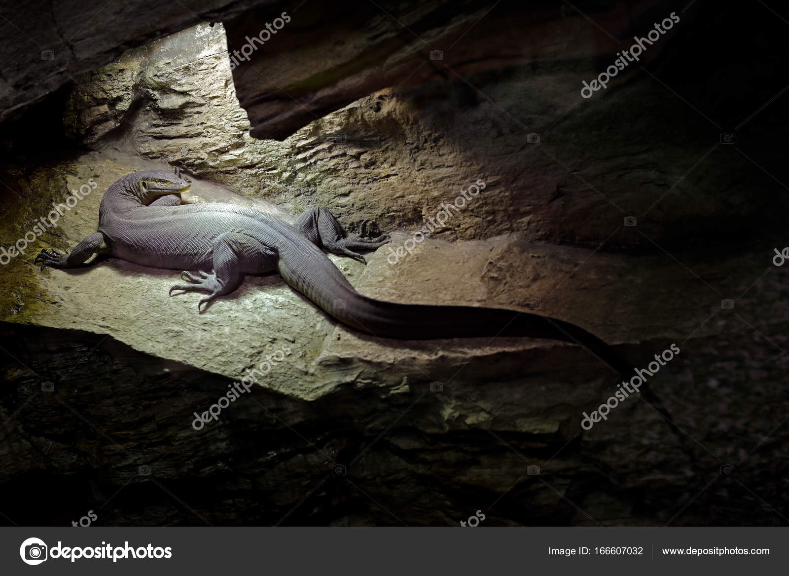 Lizard in dark cave habitat Stock Photo by ©OndrejProsicky 166607032