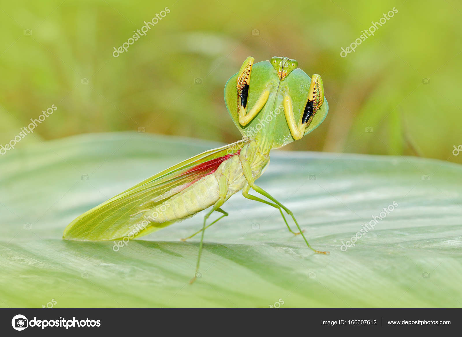 Insect hunter in nature Stock Photo by ©OndrejProsicky 166607612