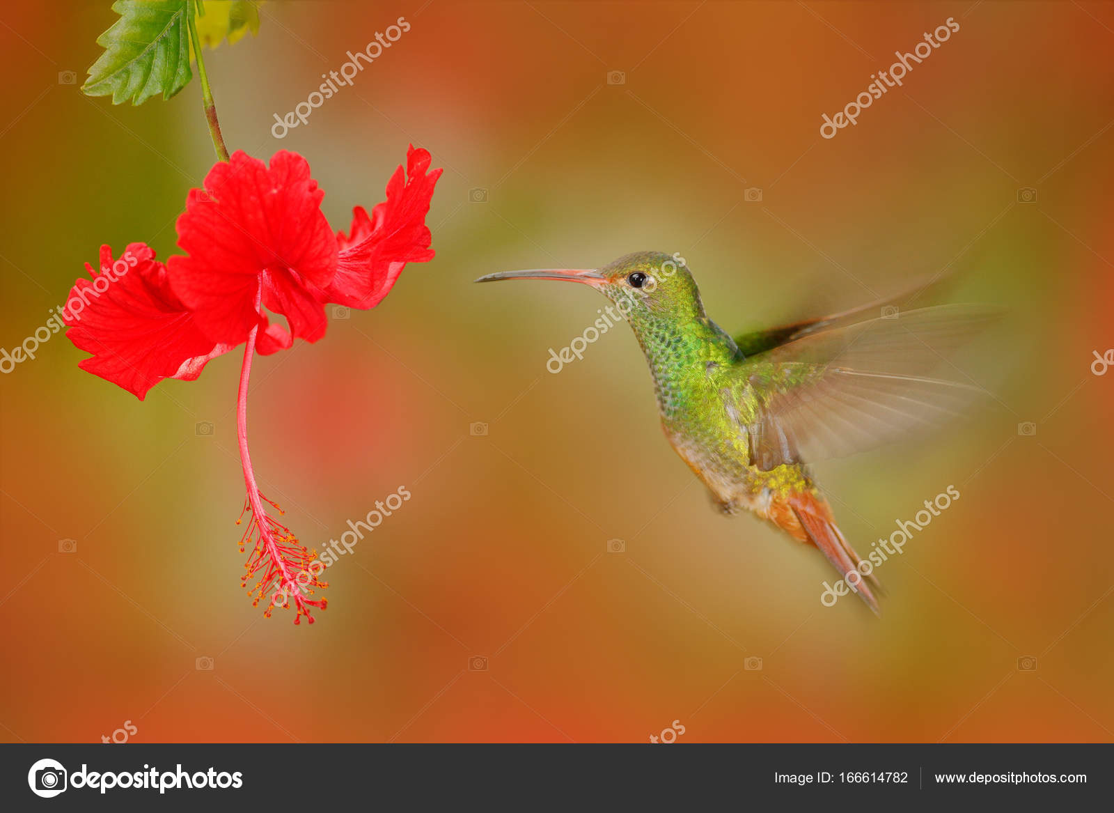 Hummingbird flying next to beautiful red rose — Stock Photo ...