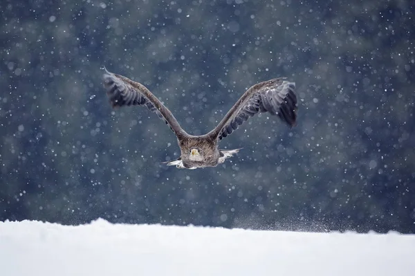 White eagle flying Stock Photos & Royalty-Free Images | Depositphotos