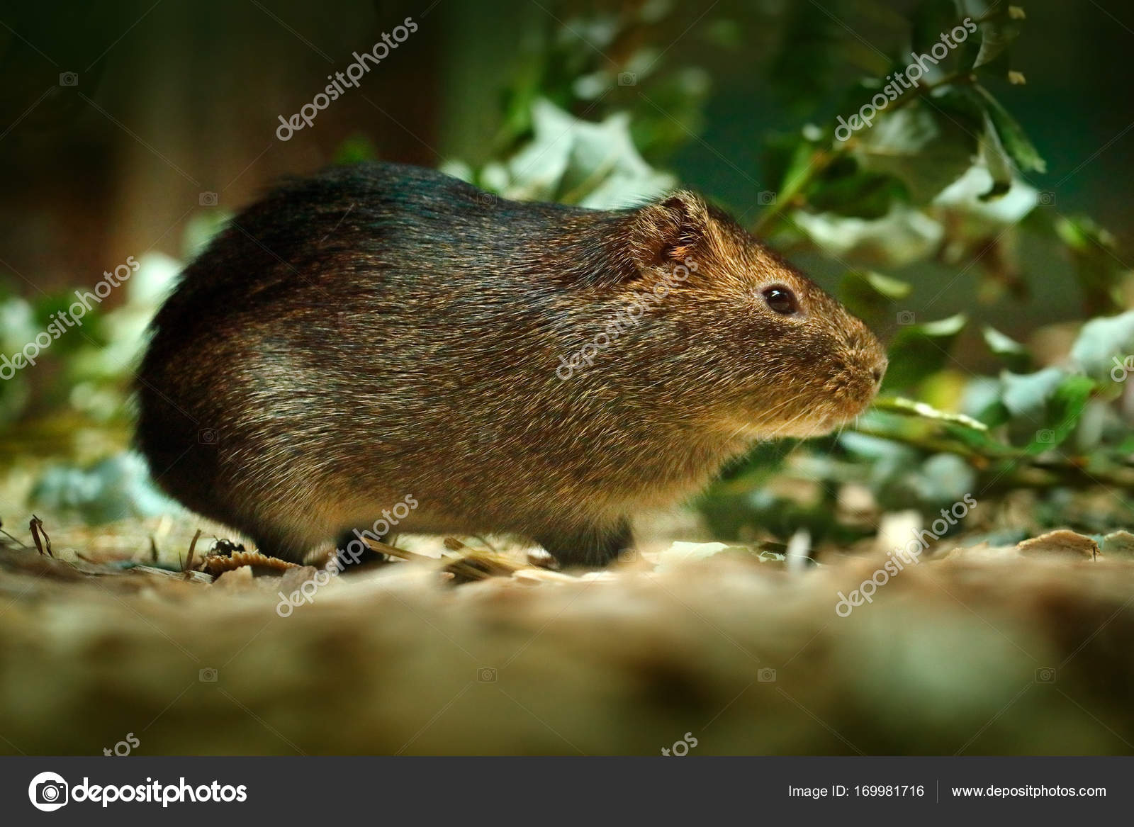 Greater Guinea Pig Stock Photo by ©OndrejProsicky 169981716