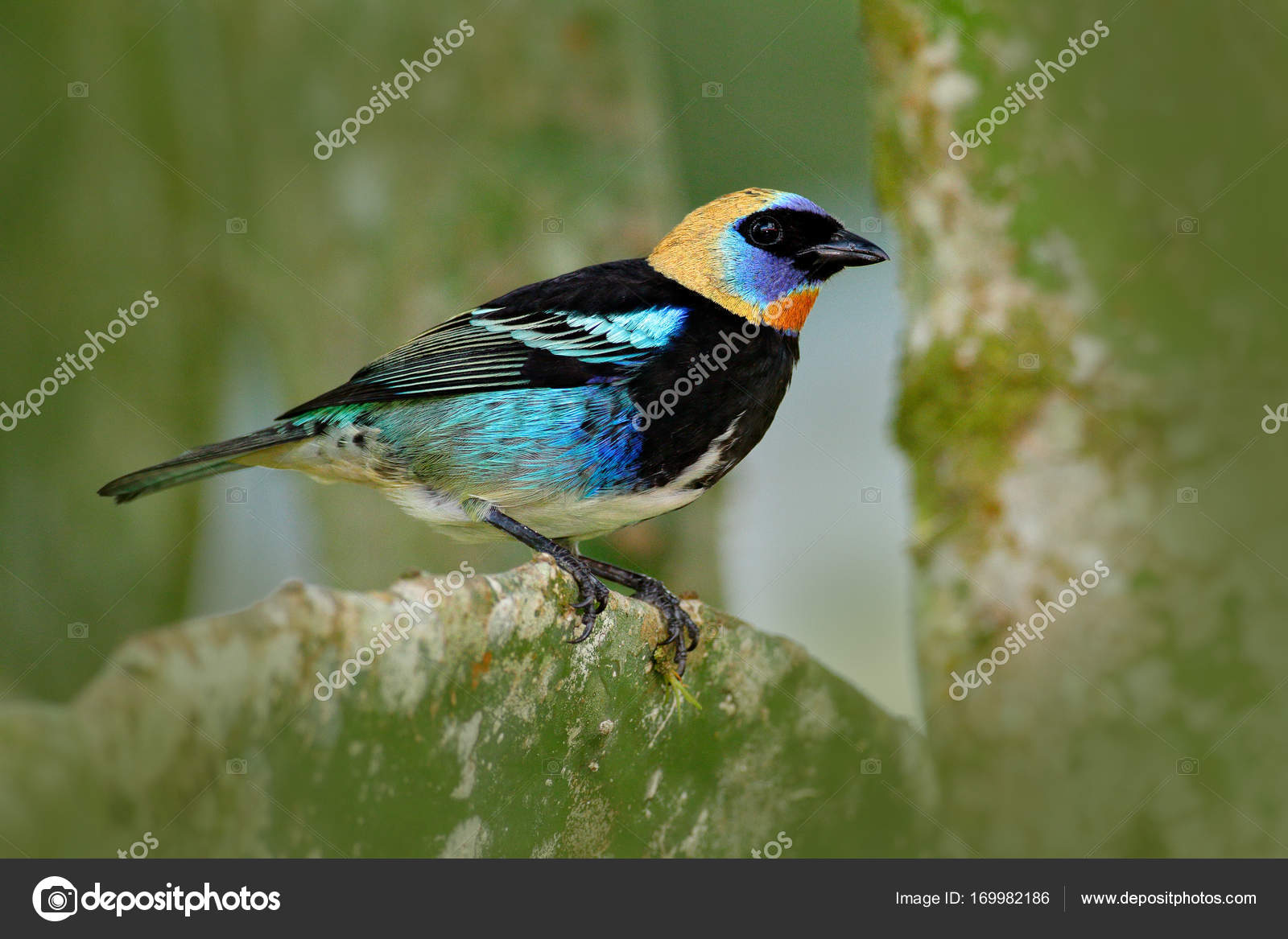 Tropic blue bird with gold head Stock Photo by ©OndrejProsicky 169982186