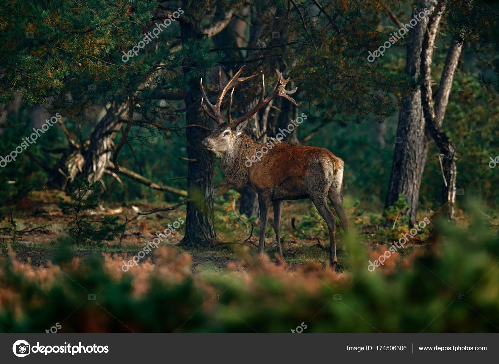 Big animal in forest habitat Stock Photo by ©OndrejProsicky 174506306