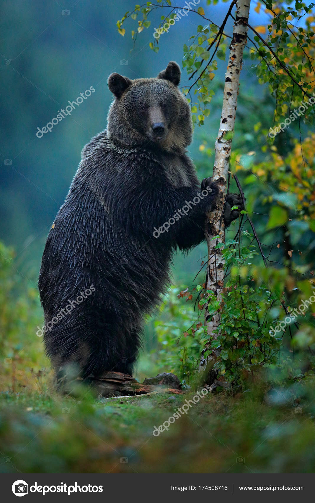 Oso escondido en el bosque: fotografía de stock © OndrejProsicky ...
